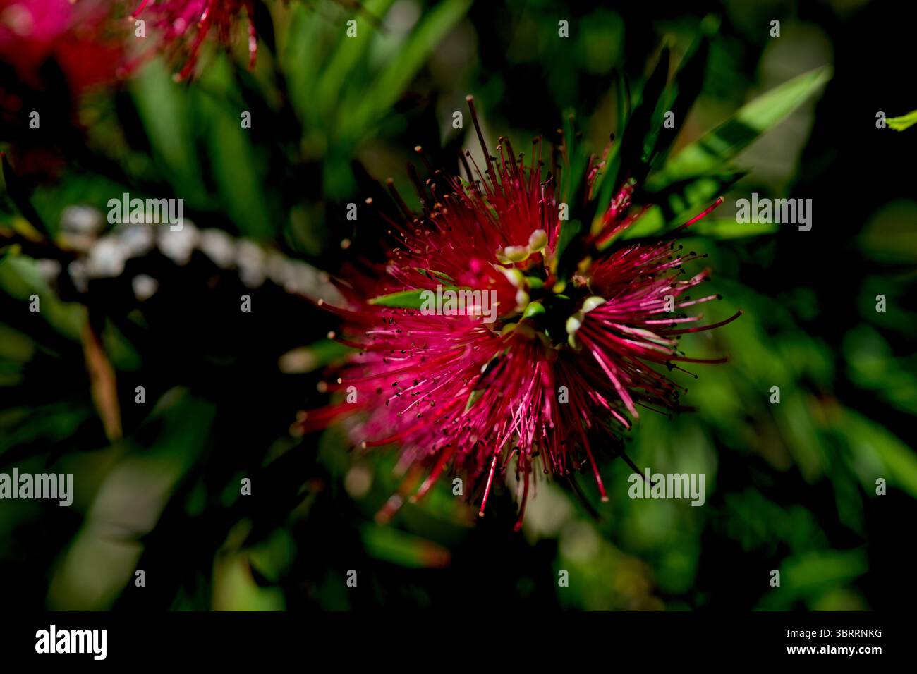 Callistemon Citrinus 'Splendens' Stock Photo - Alamy