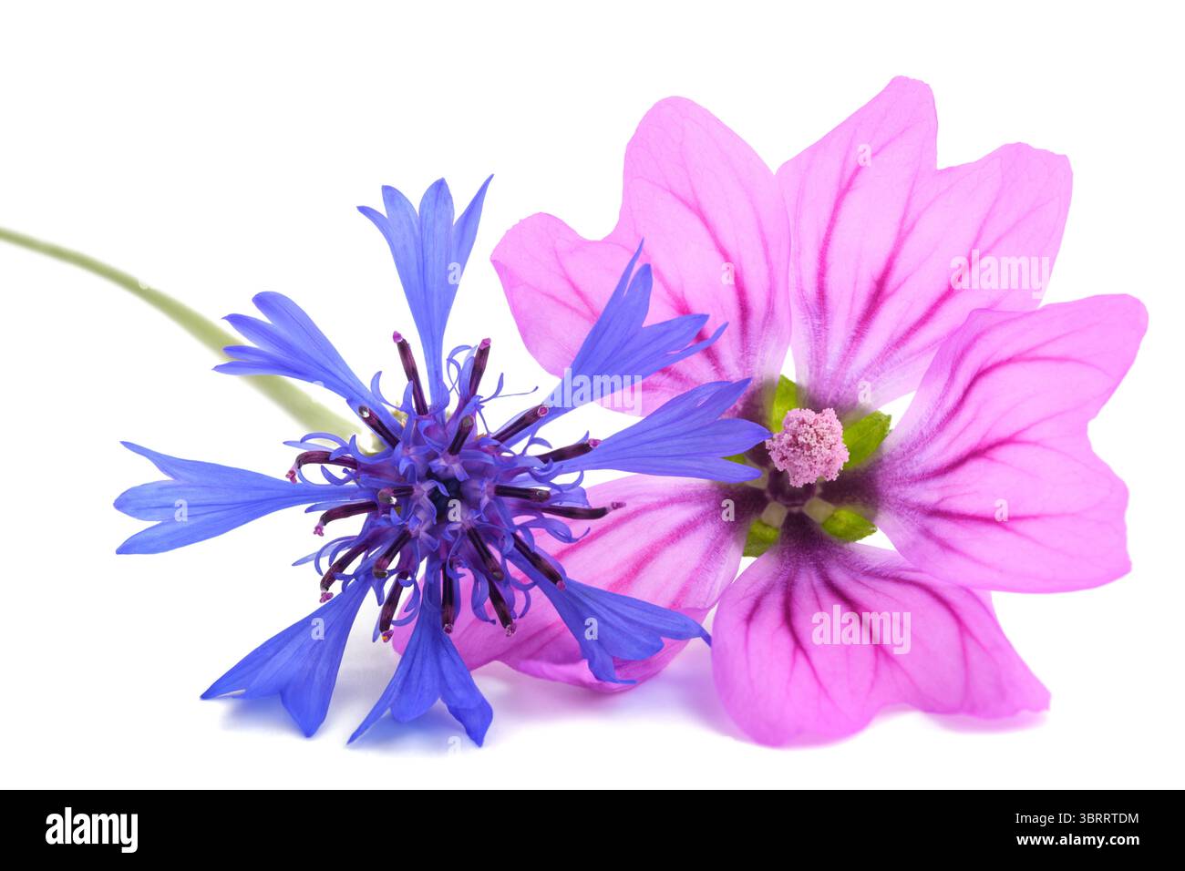 Blue cornflower blossom cornflowers Cut Out Stock Images & Pictures - Alamy