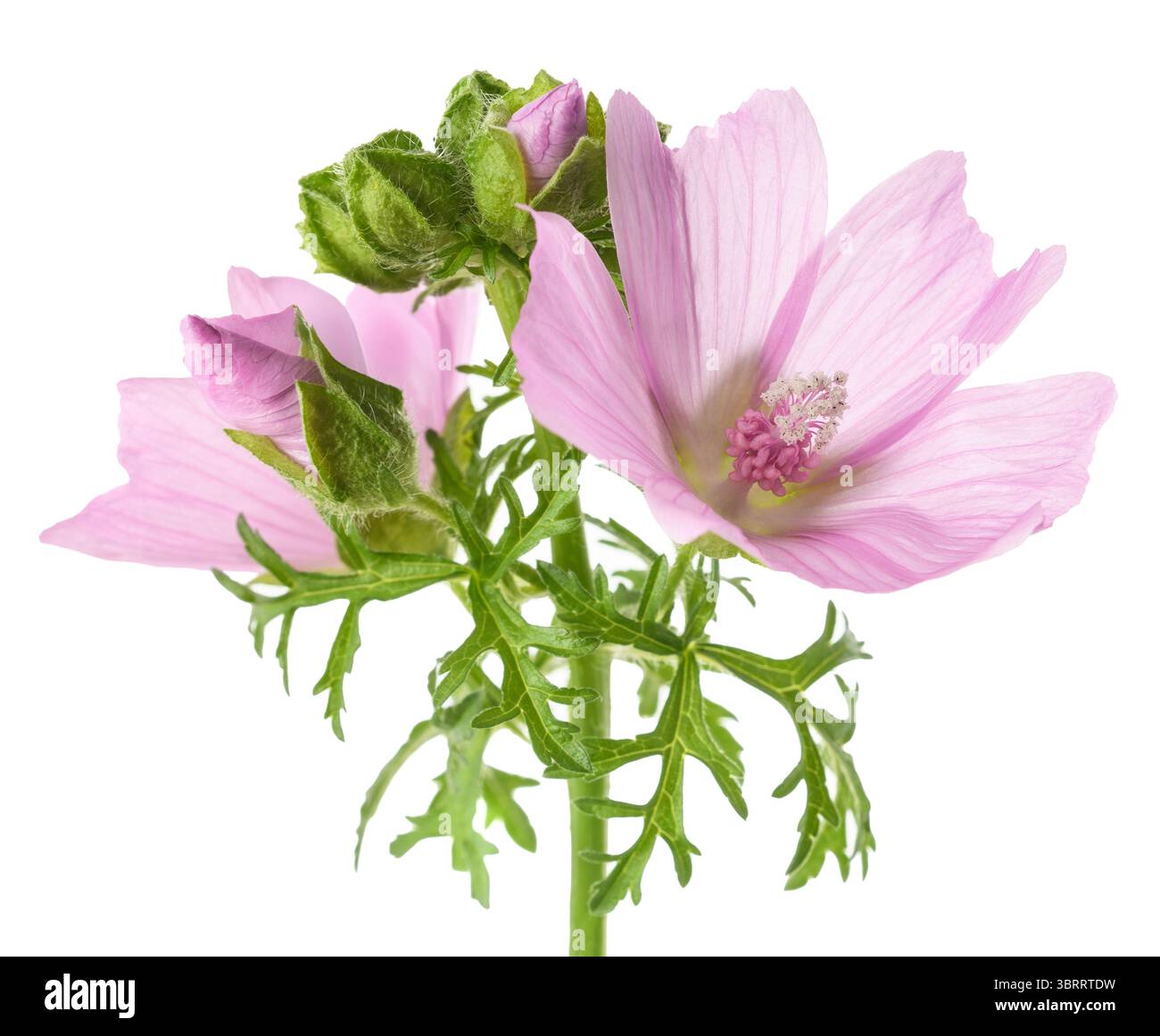 Greater musk mallow flowers isolated on white background Stock Photo ...