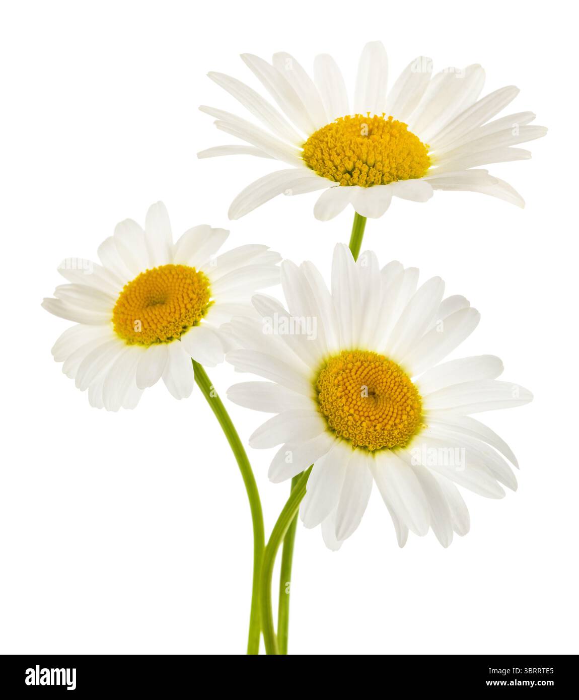 Summer flowers oxeye daisies Cut Out Stock Images & Pictures - Alamy