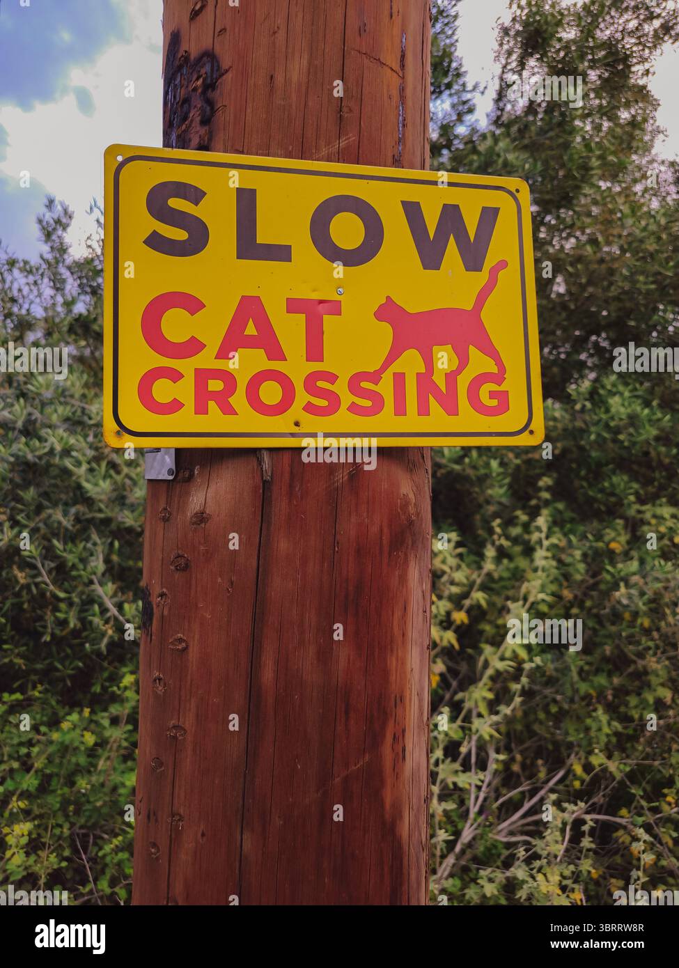 Slow cats crossing hi-res stock photography and images - Alamy