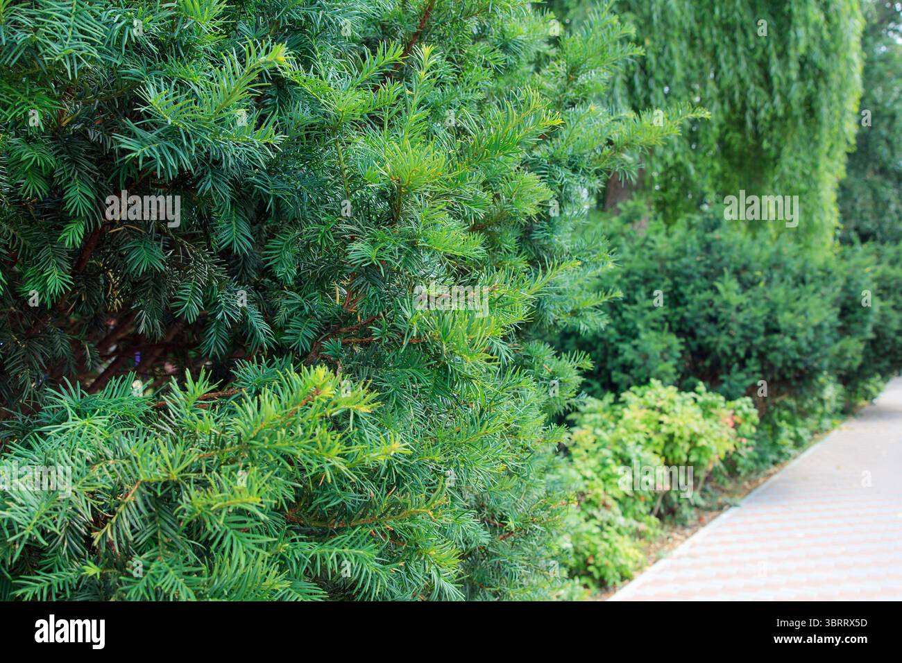 Lush green foliage along a paved pathway. Various shrubs and trees ...