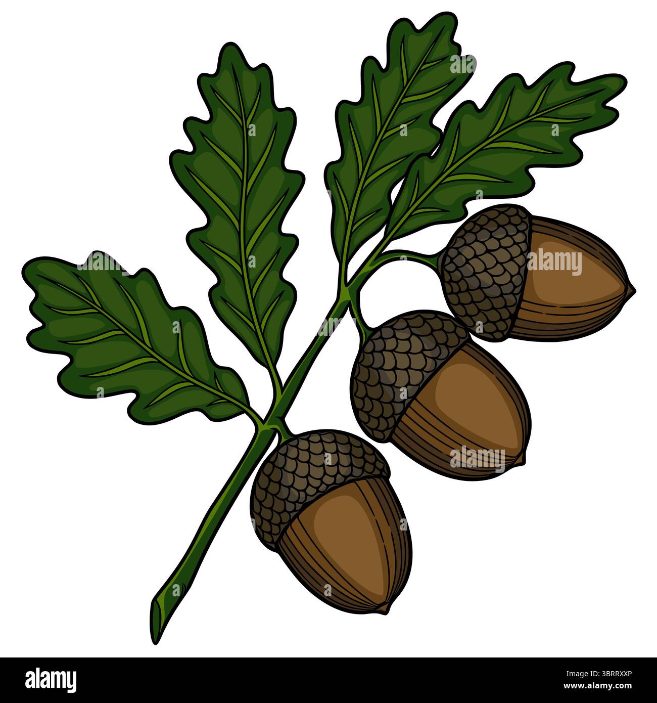 A detailed vector illustration of three acorns on an oak branch with ...