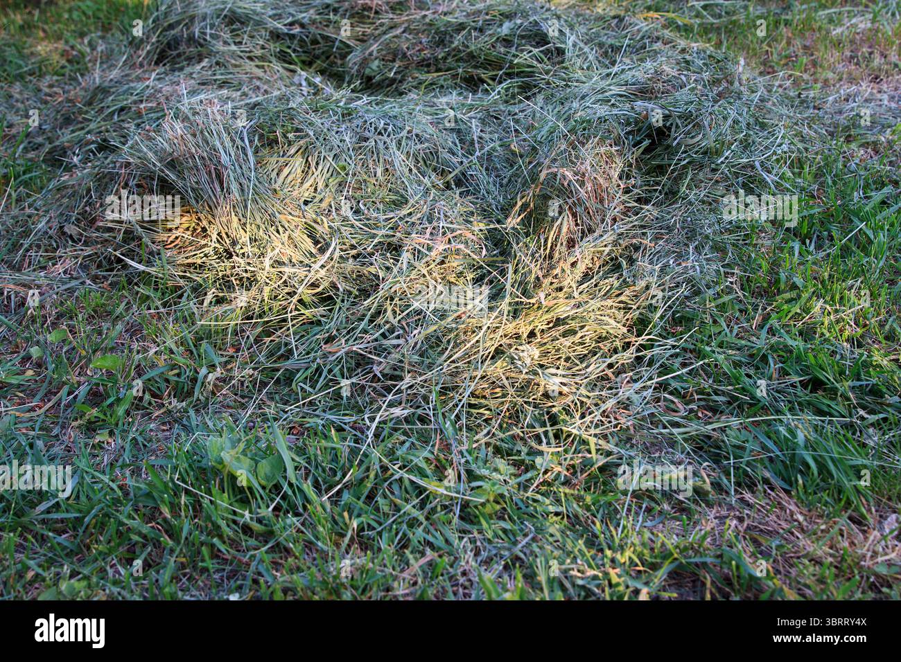 A pile of dry hay scattered on a green grassy field in natural sunlight ...