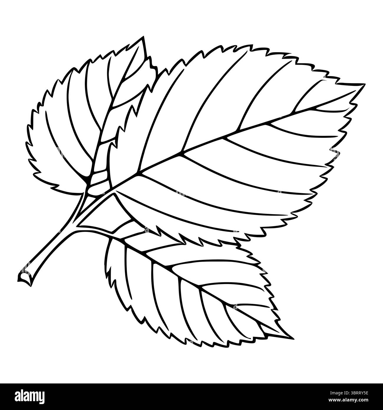 Elegant vector illustration of two detailed leaves with serrated edges ...