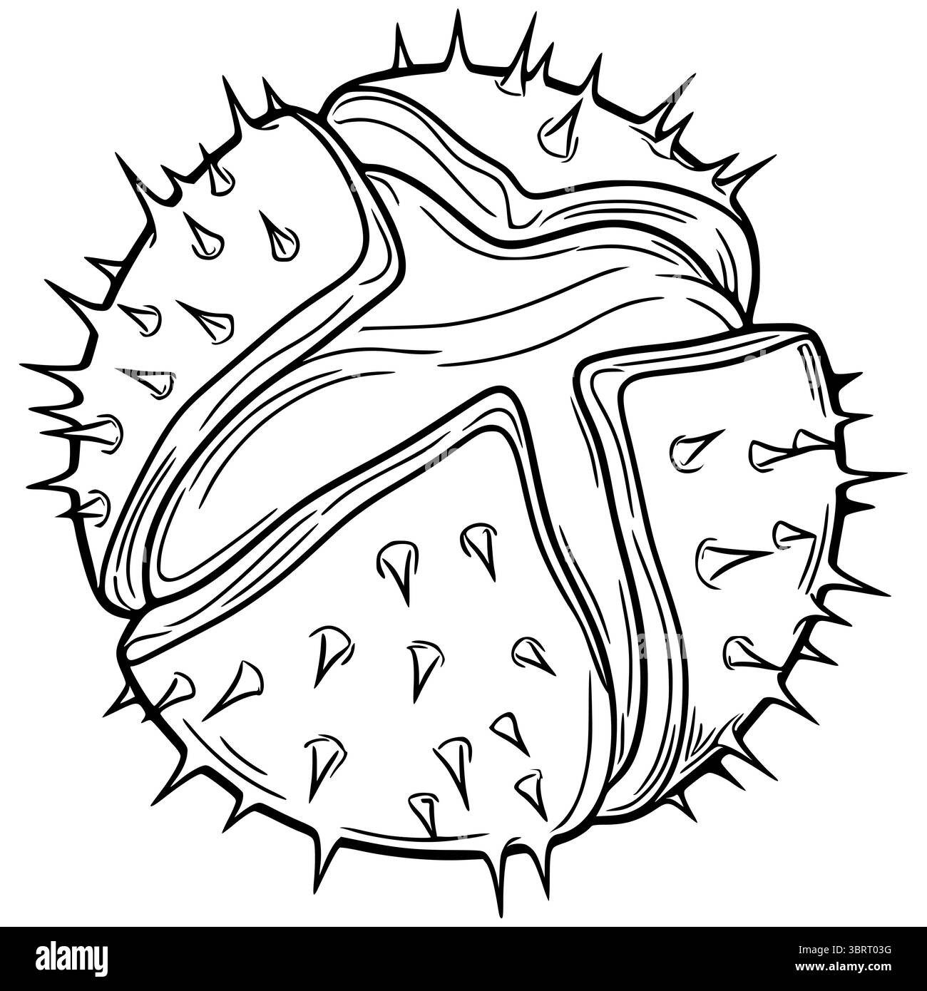 A detailed vector illustration of a stylized chestnut burr, showcasing ...