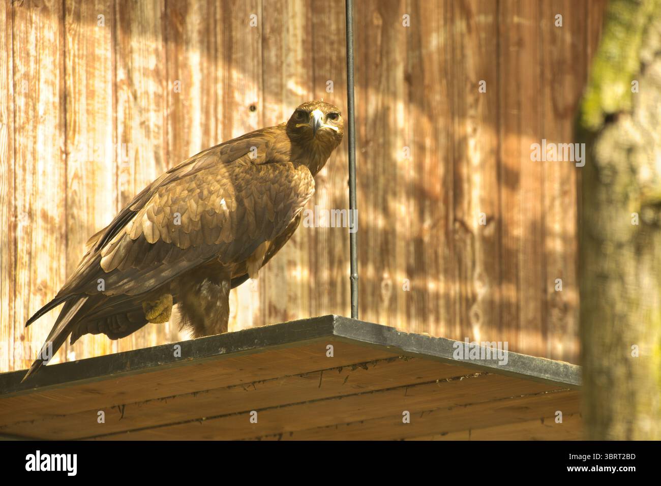 Majestic golden eagle stands hi-res stock photography and images - Alamy