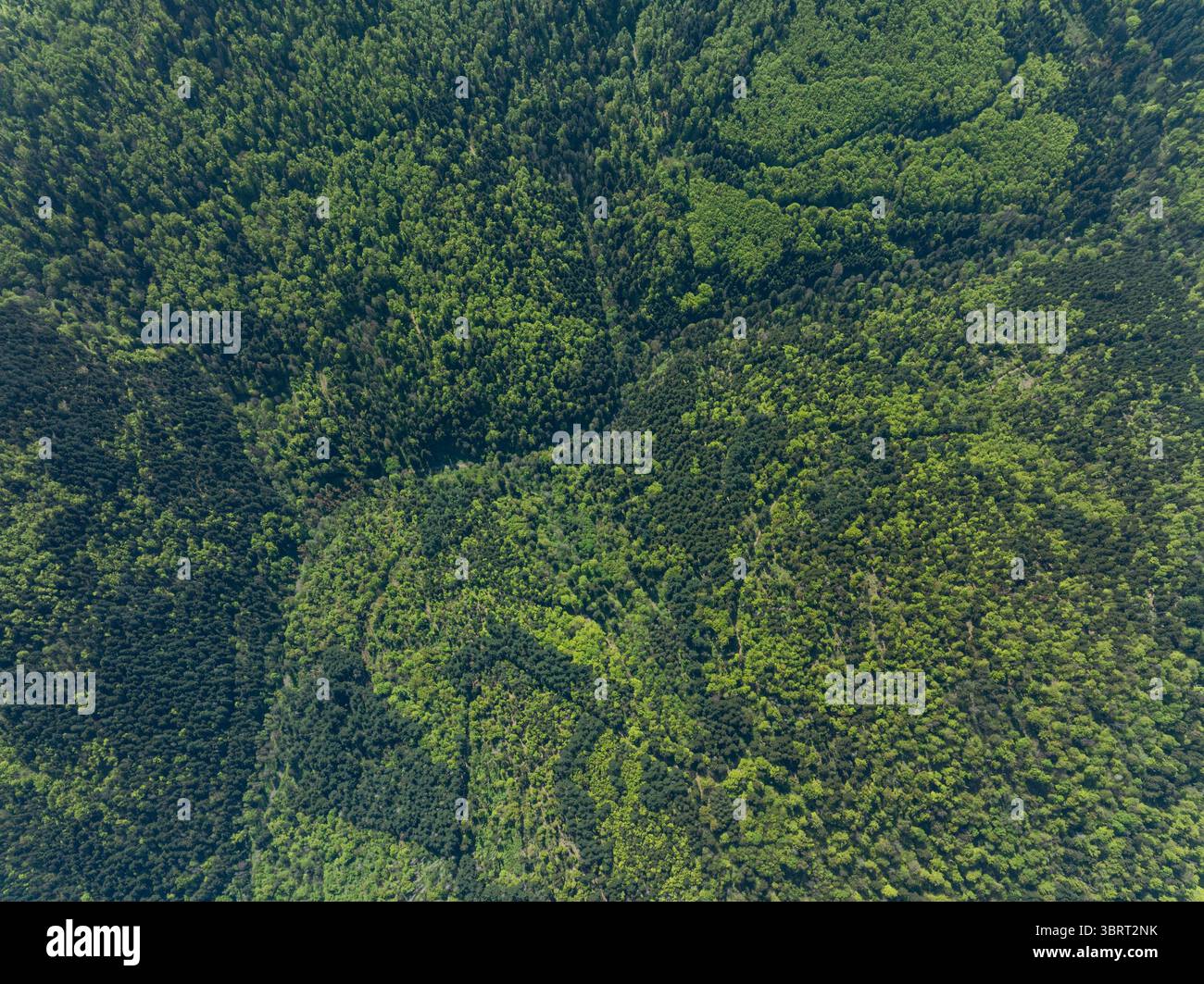 Aerial view of a dense forest canopy, a tapestry of vibrant greens and ...