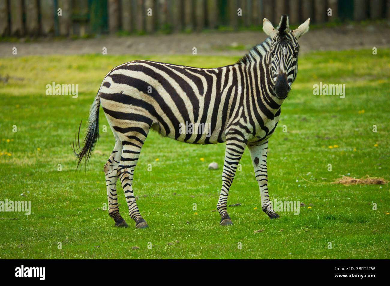 A vibrant zebra stands in a grassy enclosure, looking directly at the ...