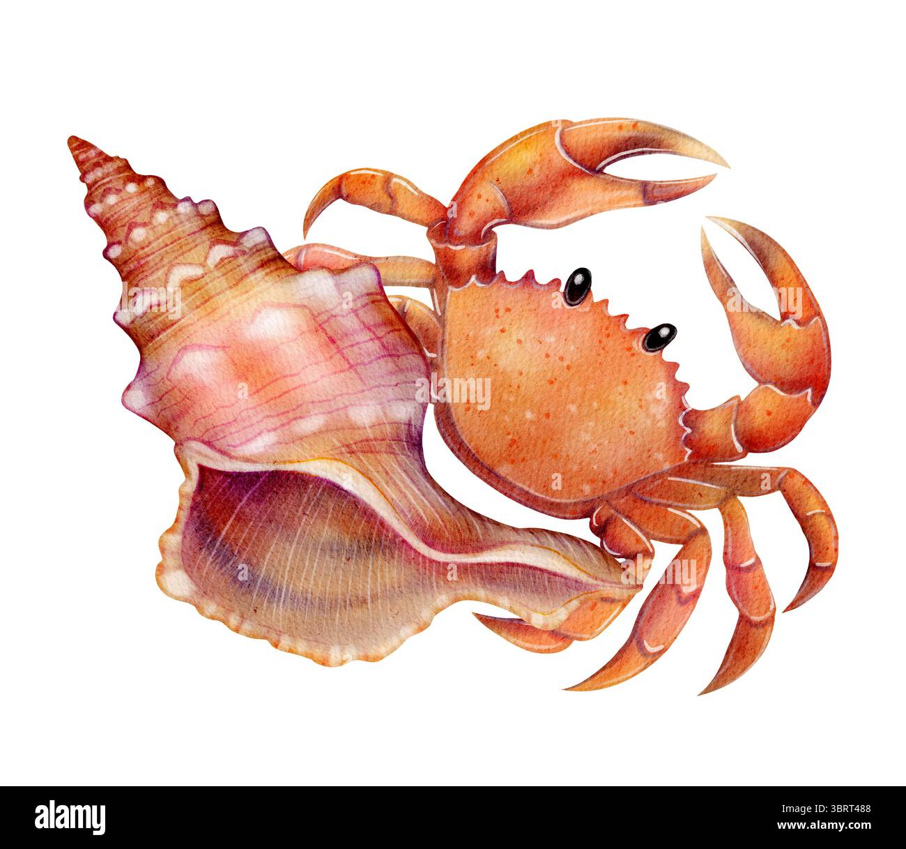 Hermit crab in spiral shell Cut Out Stock Images & Pictures - Alamy