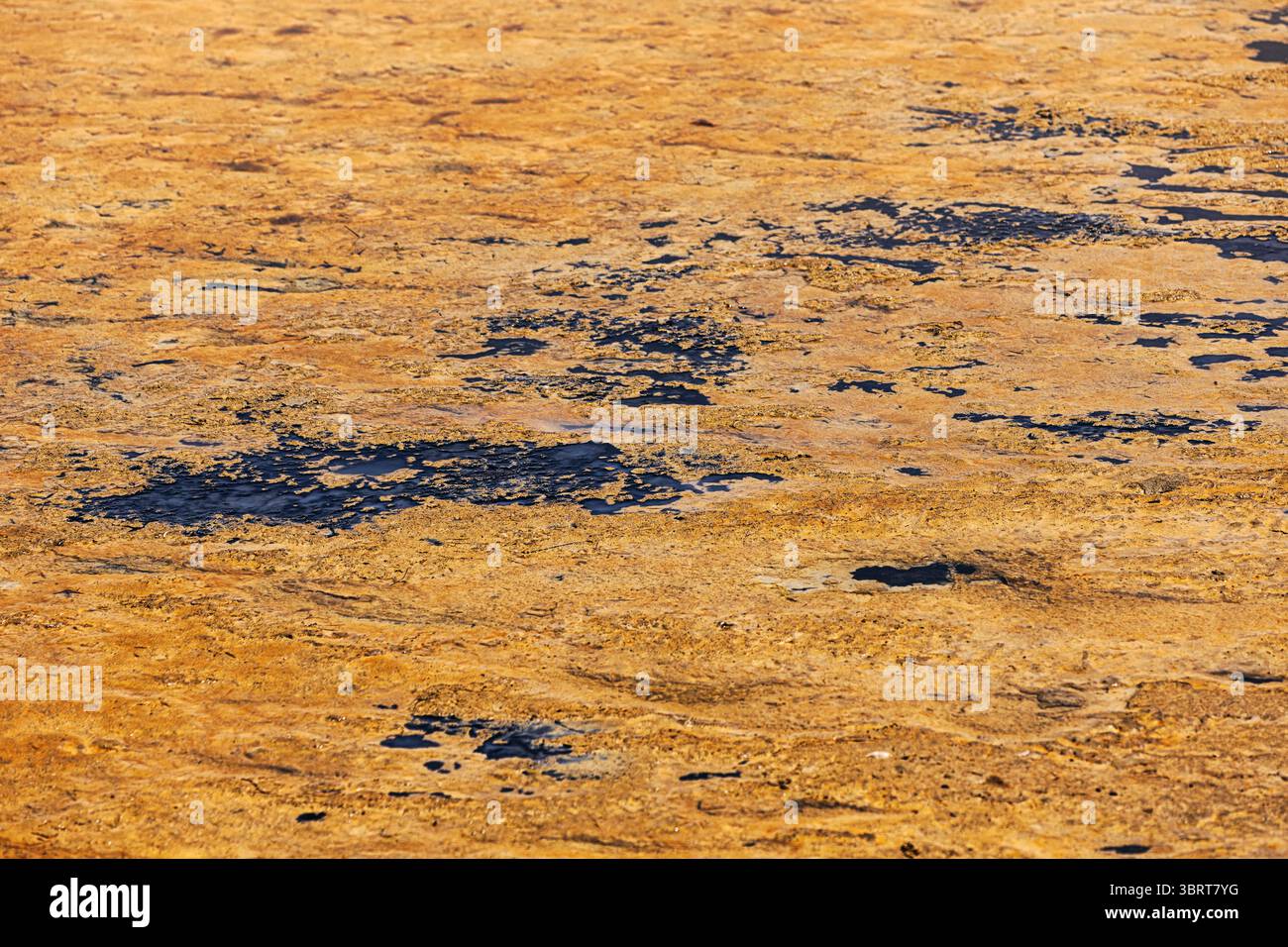 Close up view of orange and black bacterial colonies creating abstract ...
