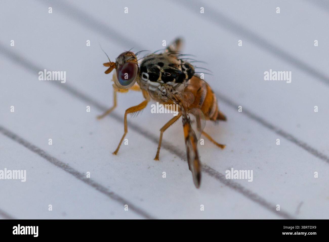 Mediterranean fruit fly ceratitis capitata hi-res stock photography and ...