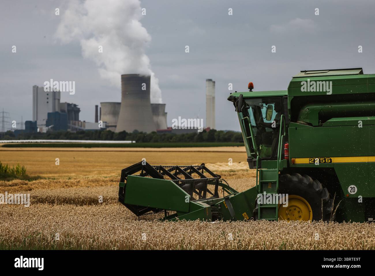 14 July 2025, North Rhine-Westphalia, Niederaußem: A combine harvester ...
