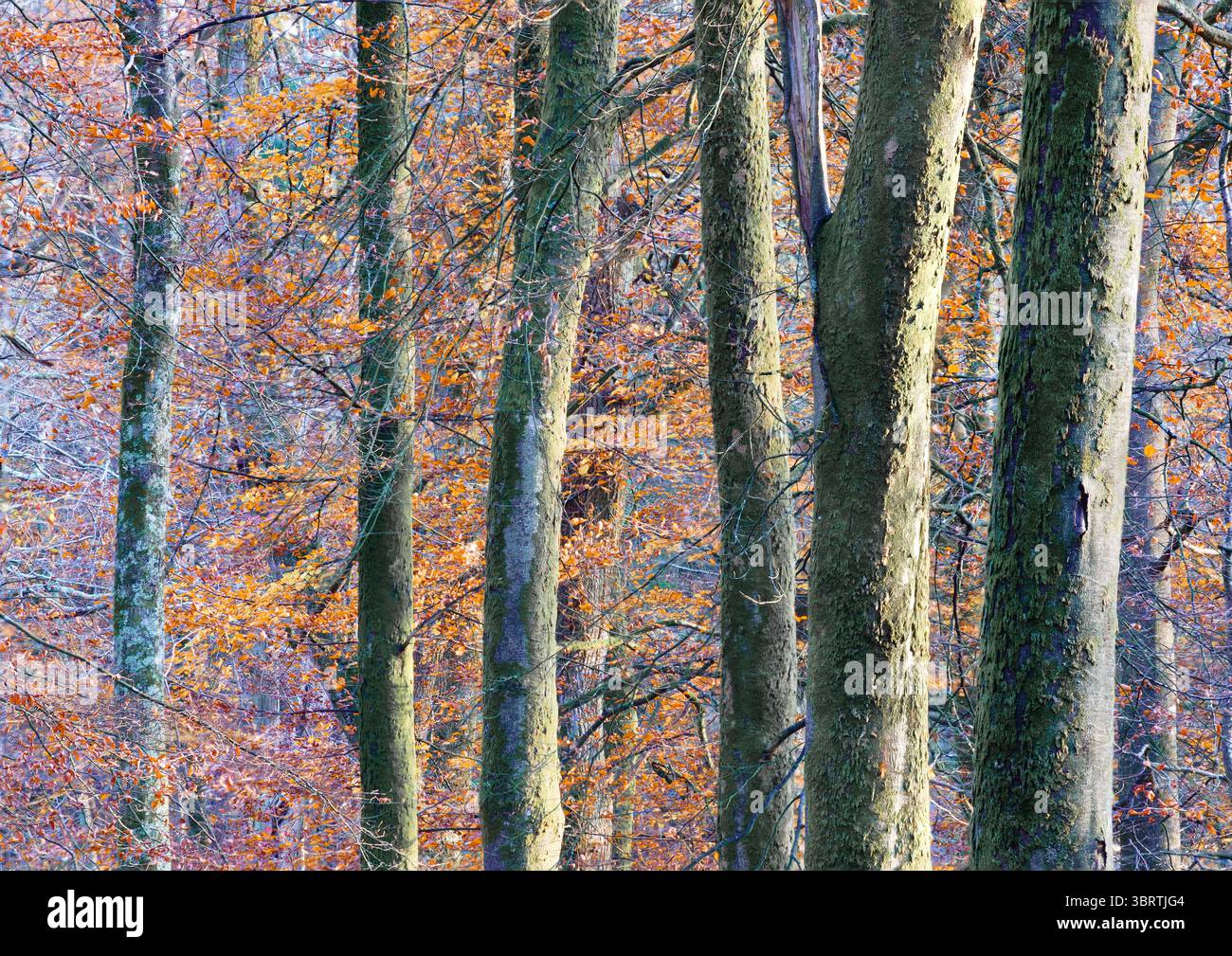 Autumn in the New Forest, southern England Stock Photo - Alamy