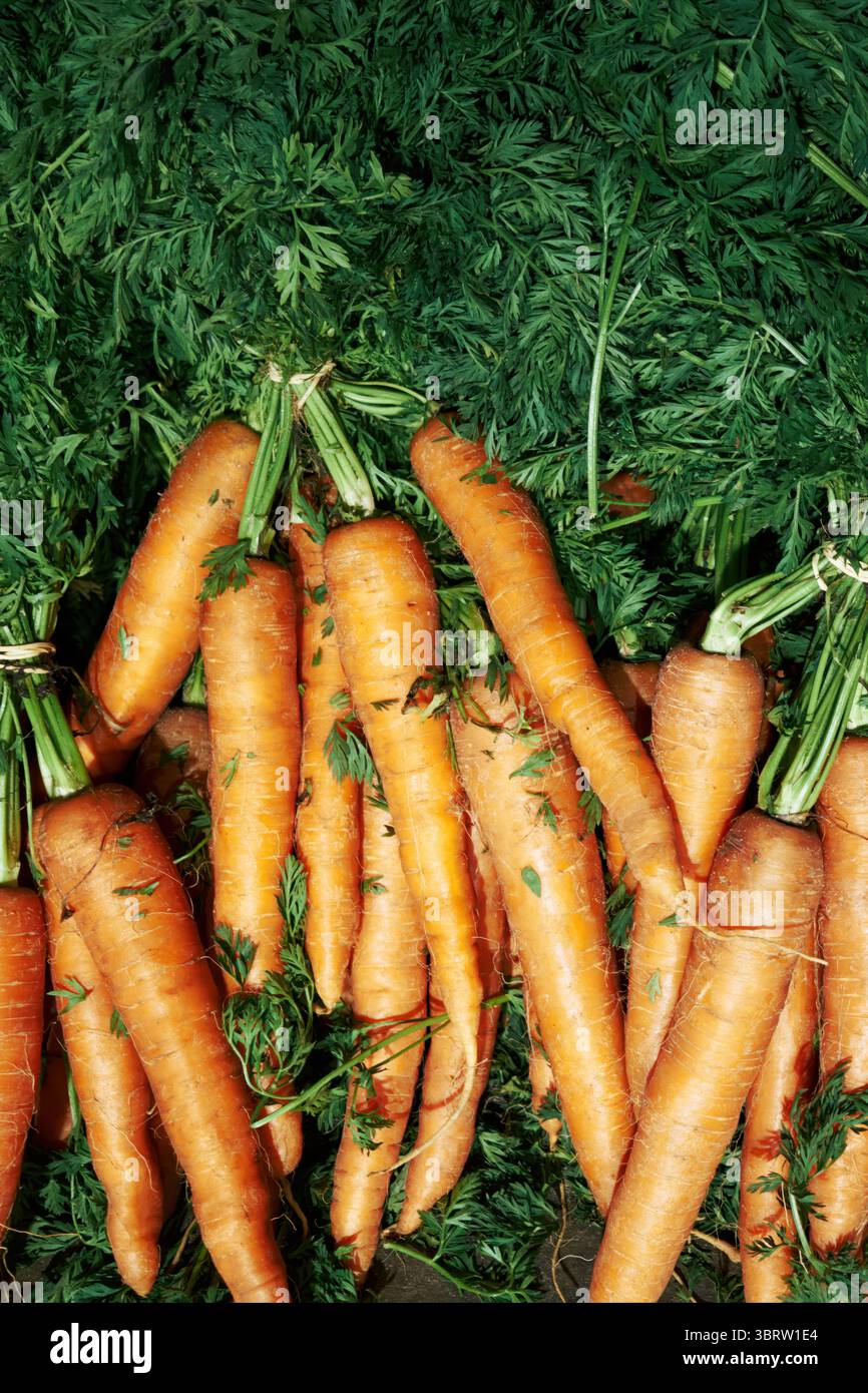 Bunch of carrots are sitting on top of some green leaves. The carrots ...