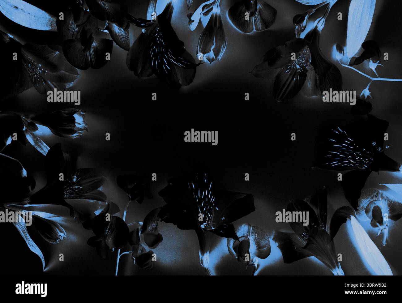 Stylized dark floral border with digitally processed petals and shadows ...