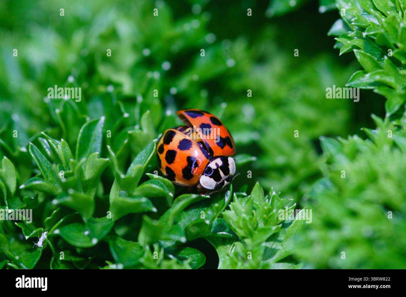 Native ladybird uk hi-res stock photography and images - Alamy
