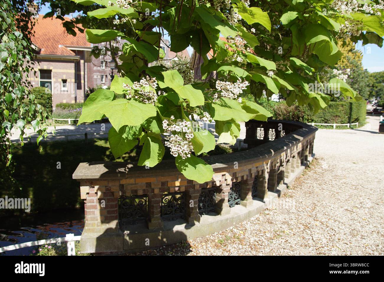 Flowering southern catalpa, cigartree, Indian bean tree, Catalpa ...