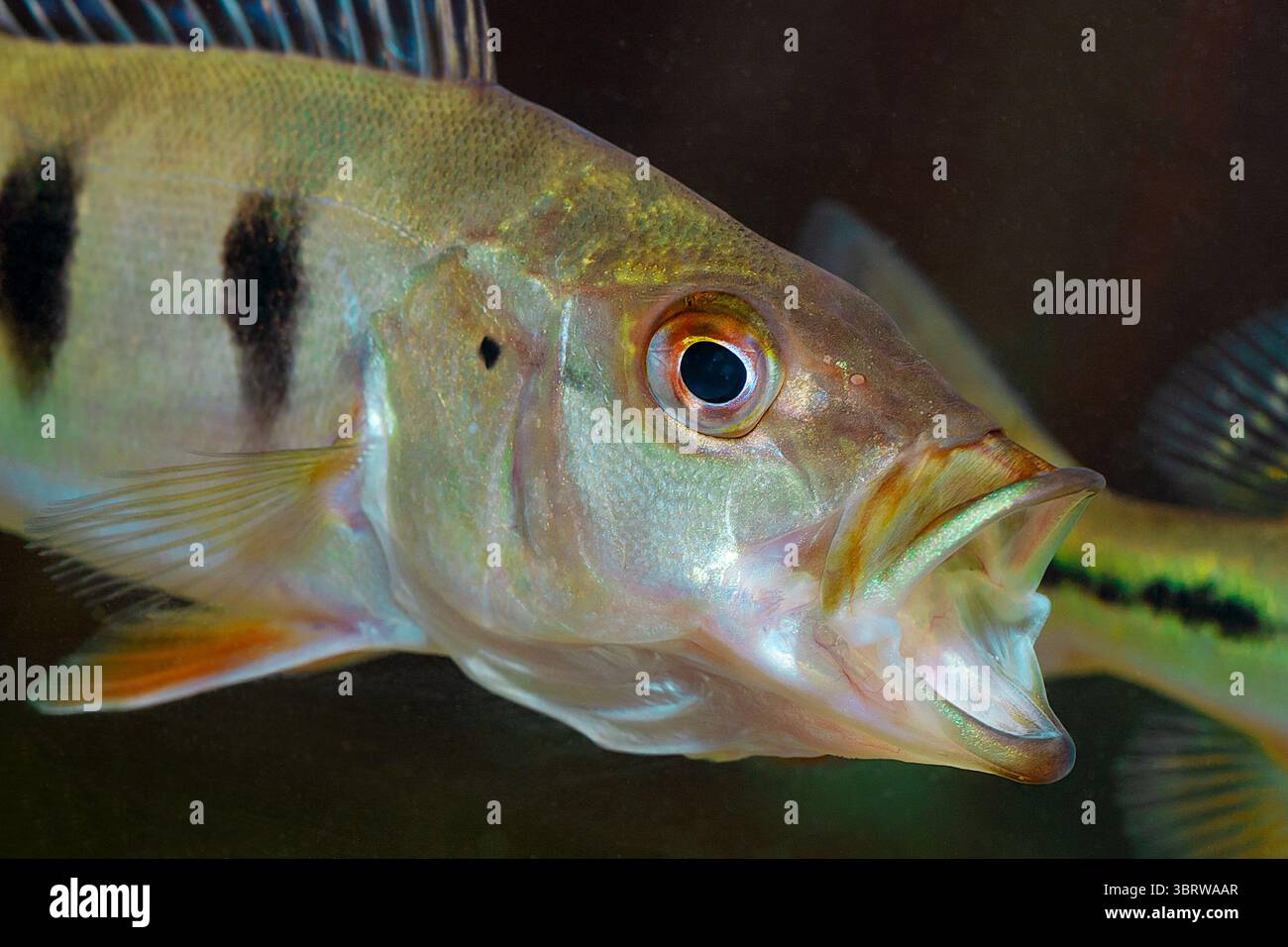 Cichla portrait hi-res stock photography and images - Alamy