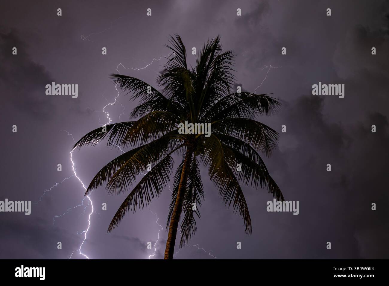 Tree lightning tropical hi-res stock photography and images - Alamy
