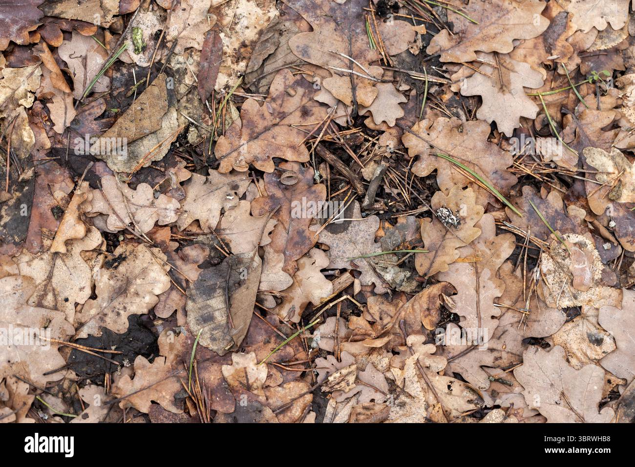 Autumnal oak leaves, in various shades of brown and yellow, scatter ...