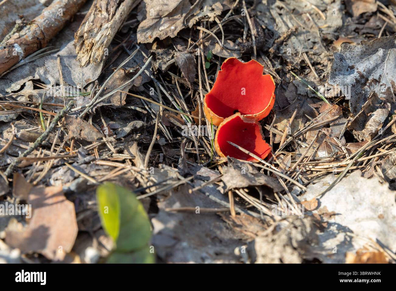 Sarcoscypha coccinea, commonly known as the scarlet elf cup, or the ...