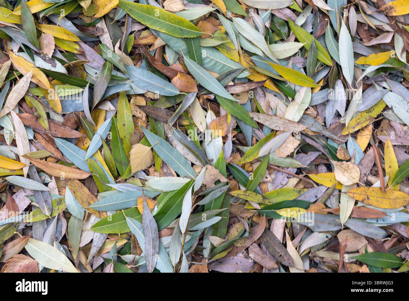 Detailed view of various leaves displaying autumn colors scattered ...