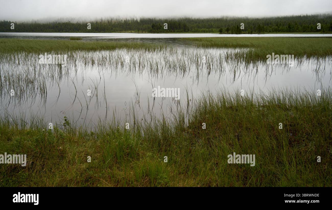 Simple photo of the Norwegian pine woods in clouds by a lake, reed ...