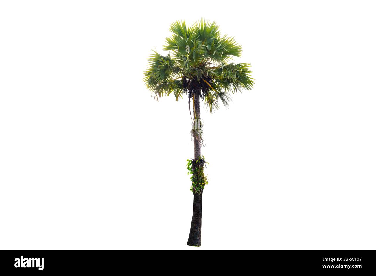 Trees isolated on white background, tropical trees isolated used for ...