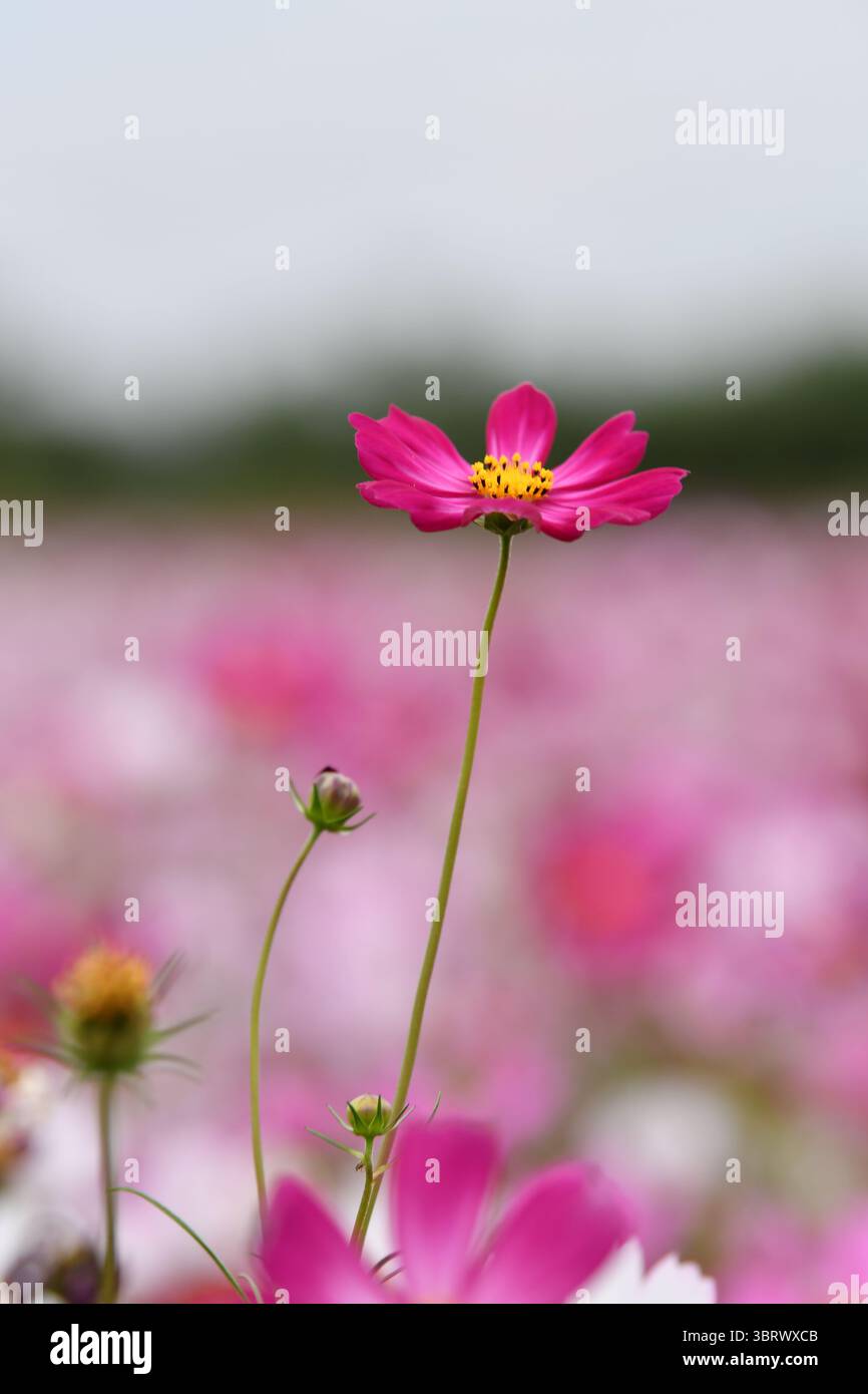 Artistic cosmos hi-res stock photography and images - Alamy