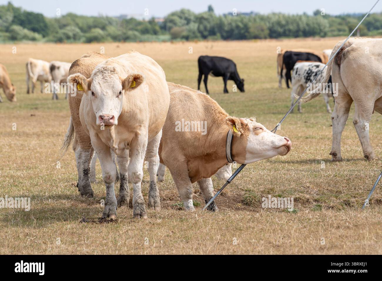 Dorney, Buckinghamshire, UK. 14th July, 2025. A cow enjoys a scratch on ...