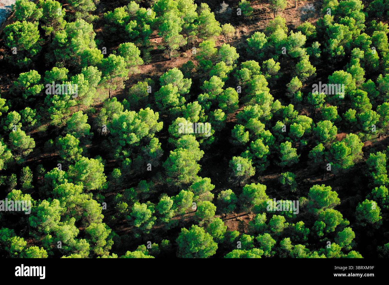 Spaniard wildlife hi-res stock photography and images - Alamy