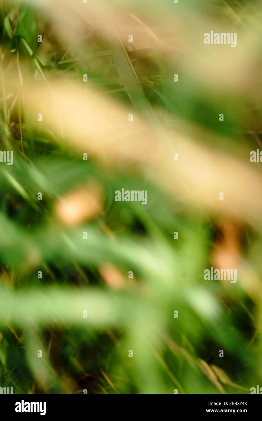 Hints of subtle colors hi-res stock photography and images - Alamy