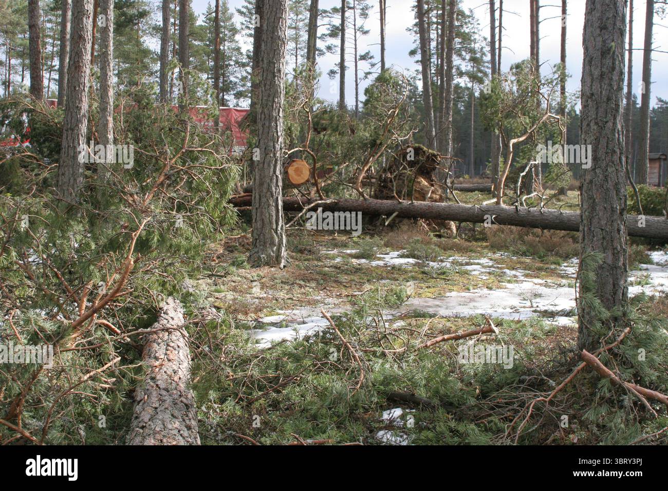Storm fallen tree hi-res stock photography and images - Alamy