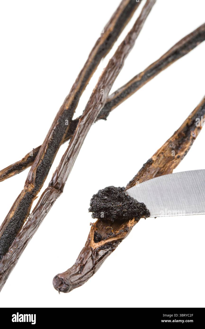 Vanilla sticks on white background Stock Photo - Alamy
