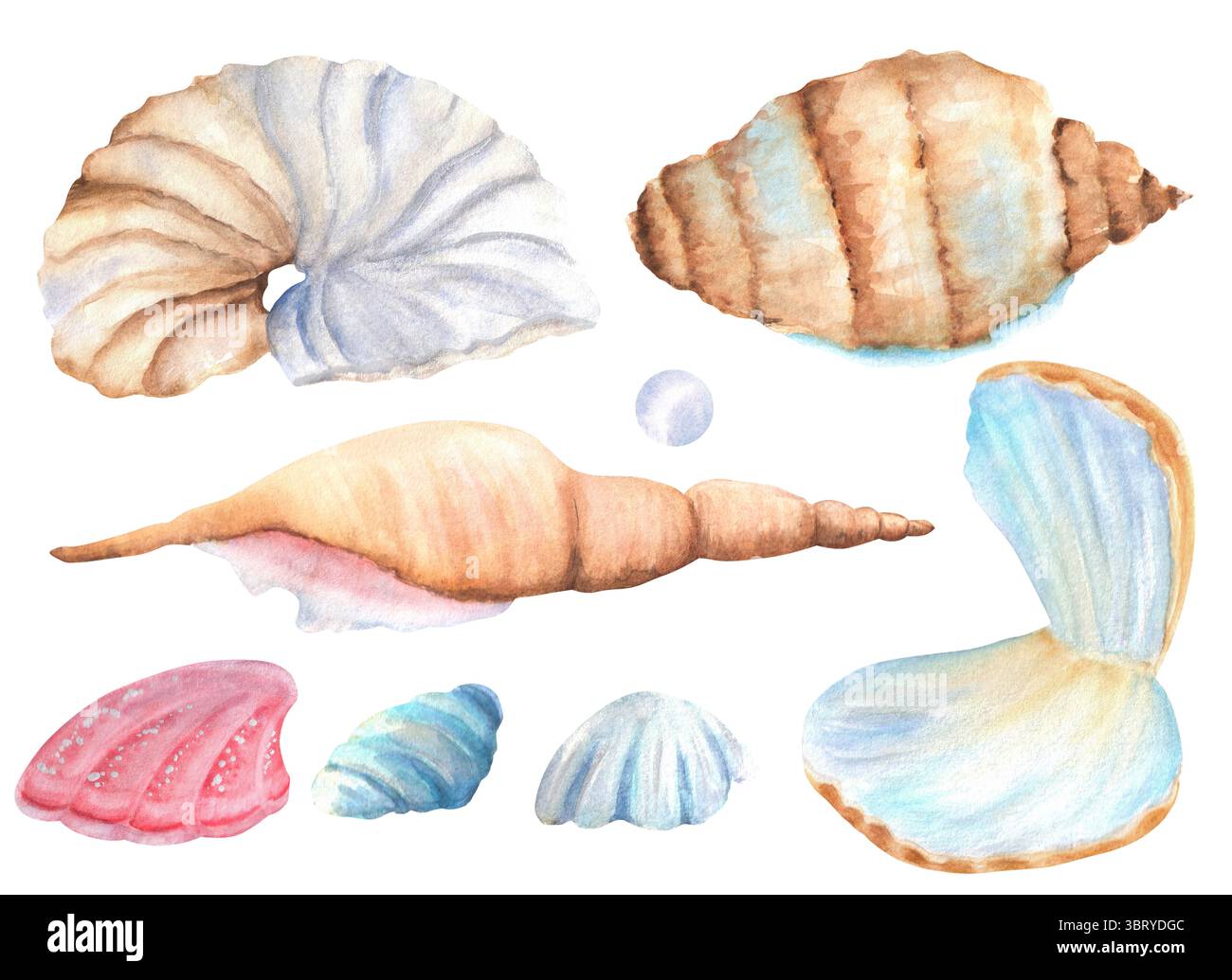 A bundle of watercolor seashells, nautilus, spiral seashells, mother of ...