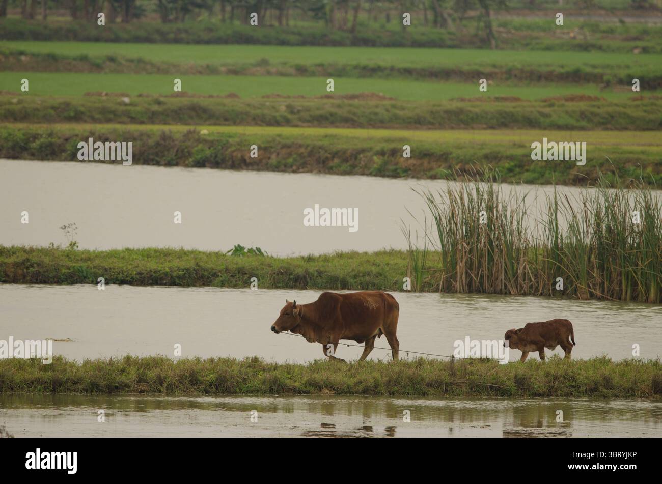 Cow and calf. Van Long Wetland Nature Reserve. Gia Vien District. Ninh ...