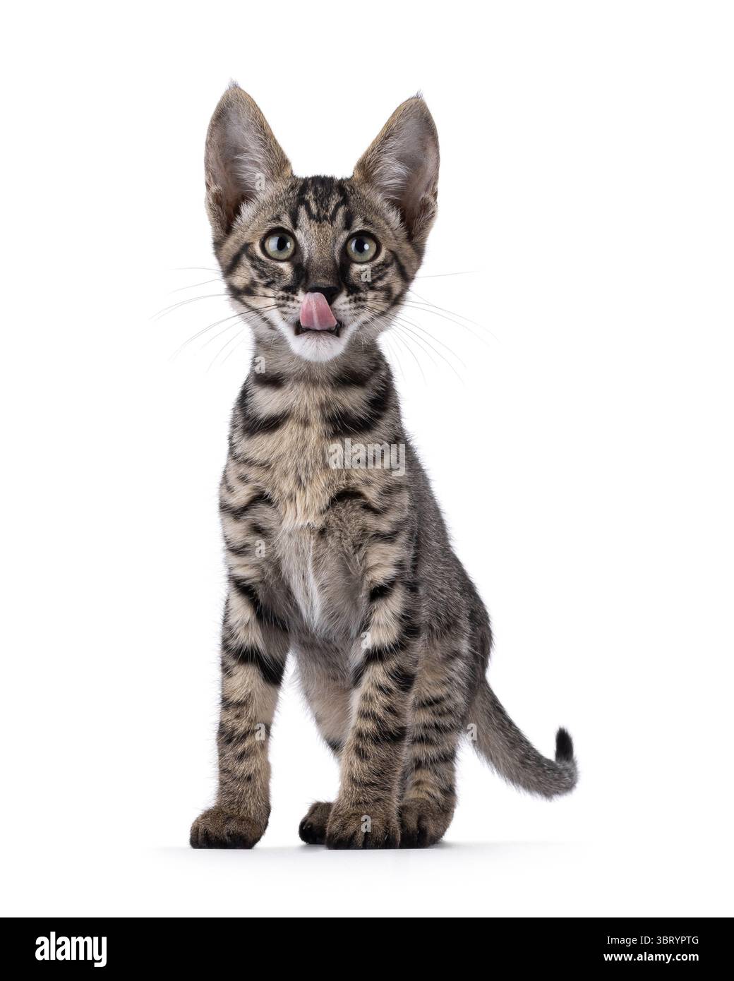 Cute black tabby spotted Savannah cat kitten, standing up facing front ...
