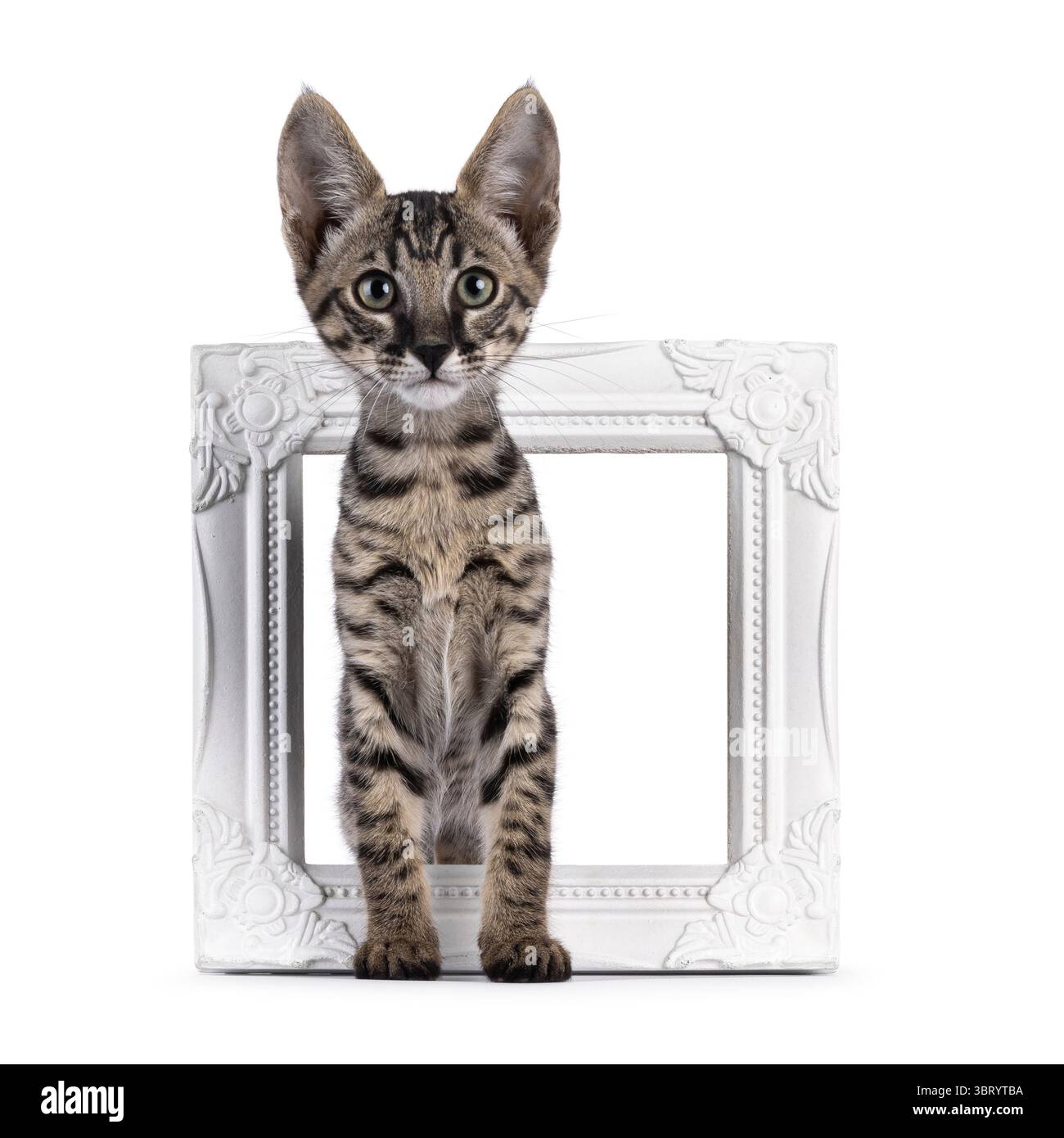 Close up portrait black tabby Cut Out Stock Images & Pictures - Alamy