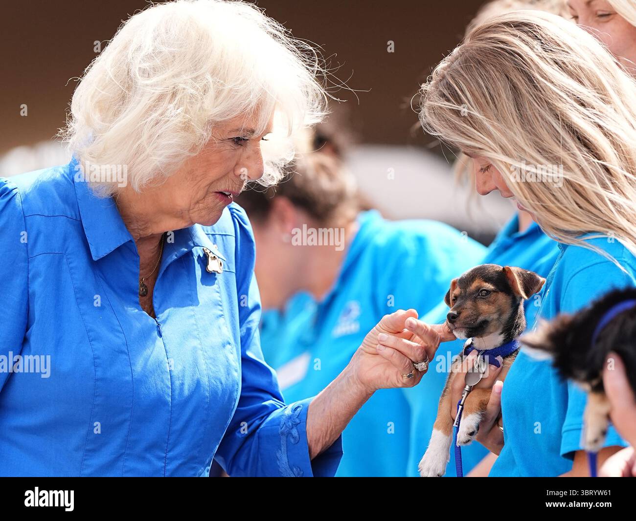 Queen Camilla, Patron of Battersea Dogs and Cats Home, meets a dog ...