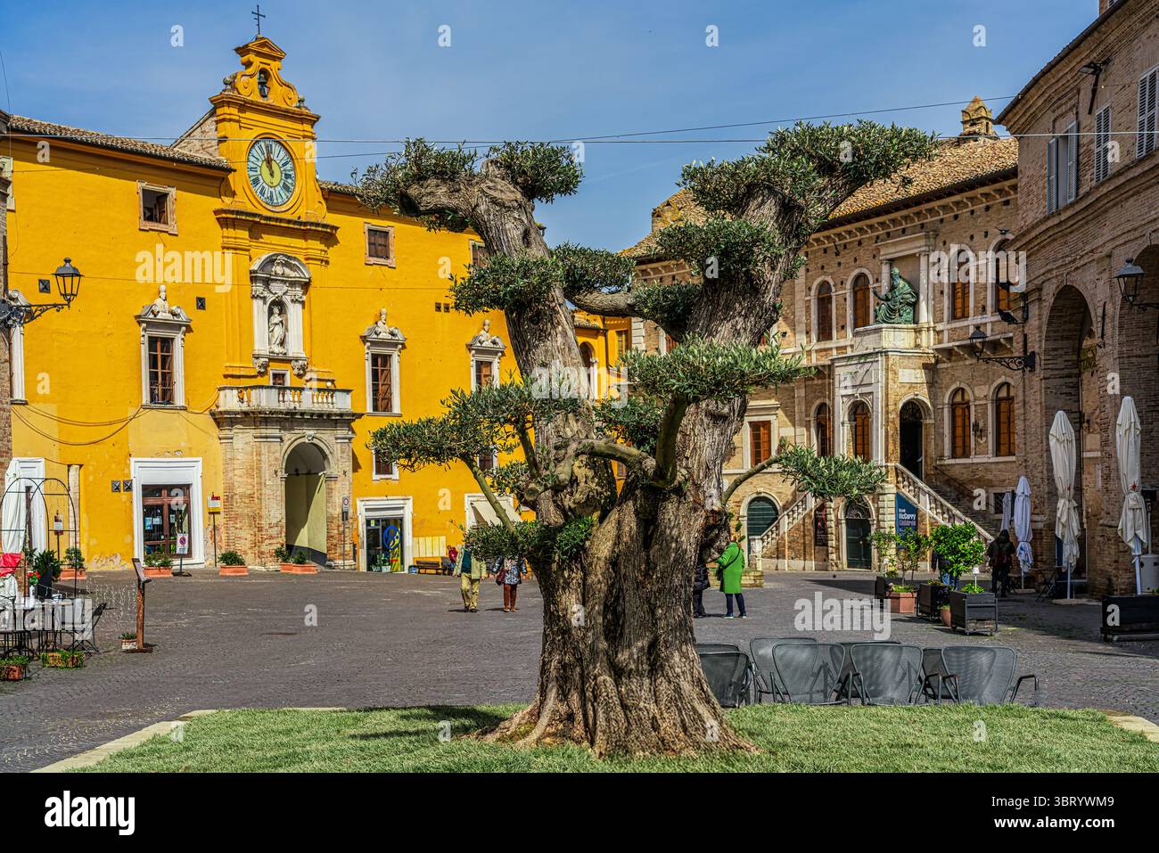An ancient olive tree stands majestically in Fermo's Piazza del Popolo ...