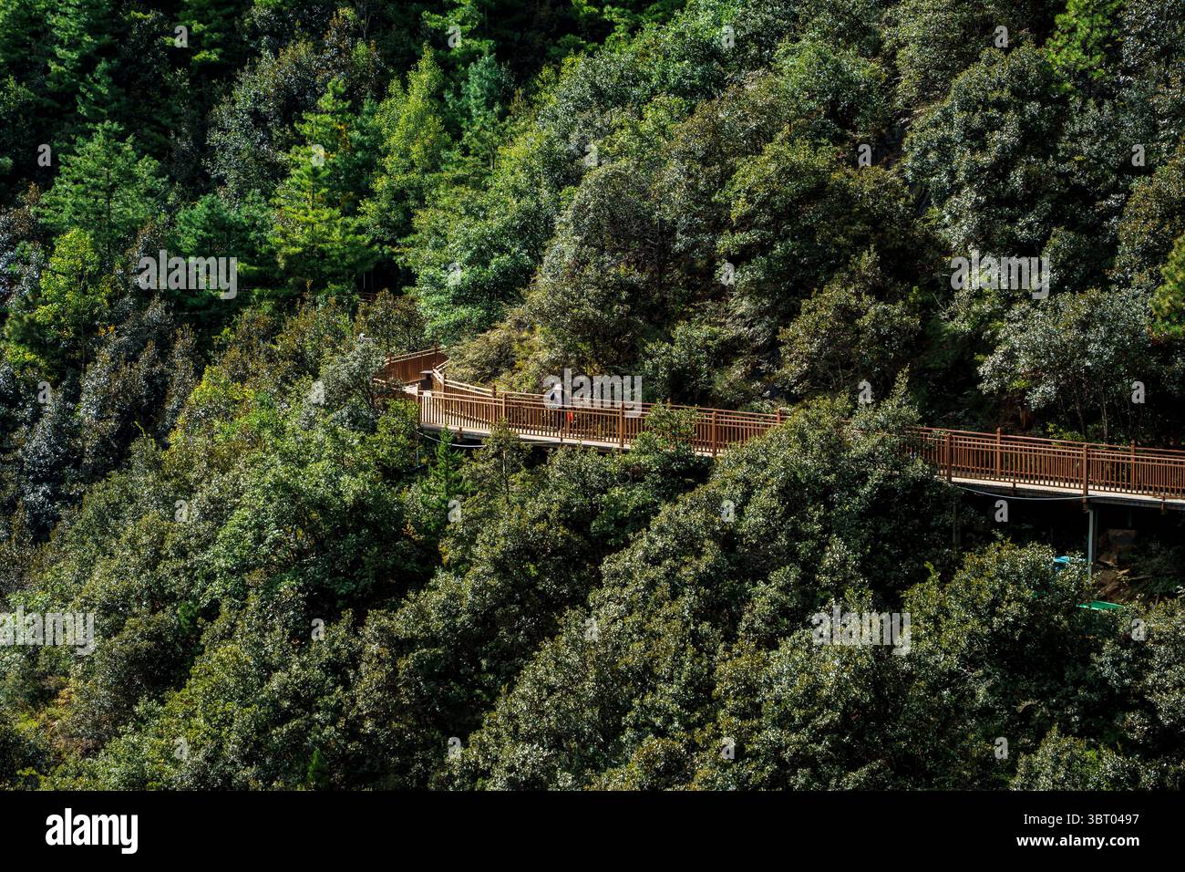 Lush green foliage weaving hi-res stock photography and images - Alamy
