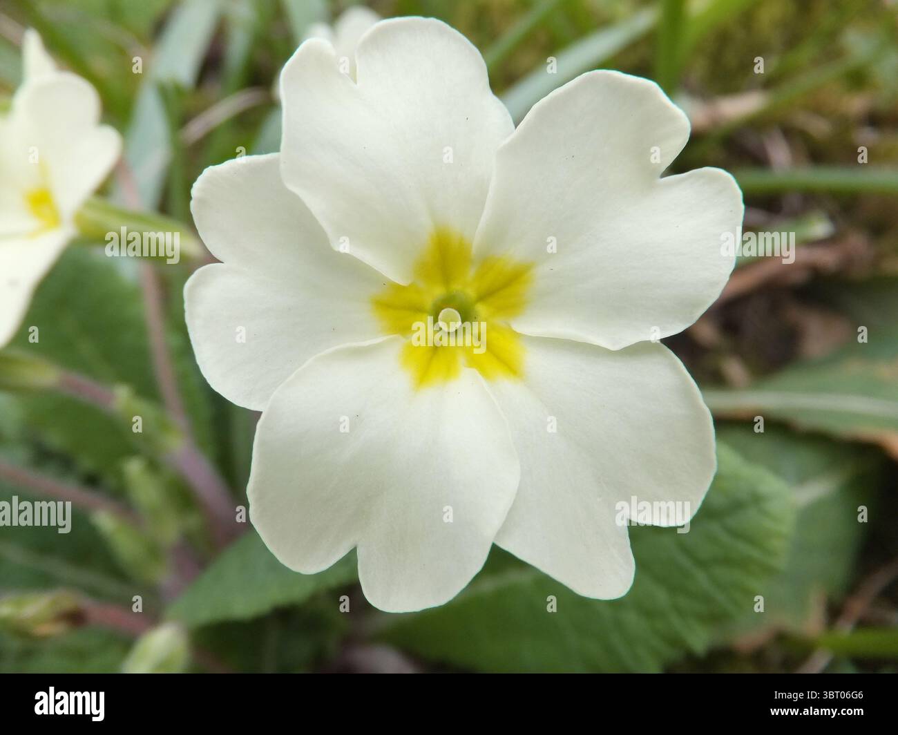 Primrose "Primula vulgaris". Close up of centre of flower showing pin ...