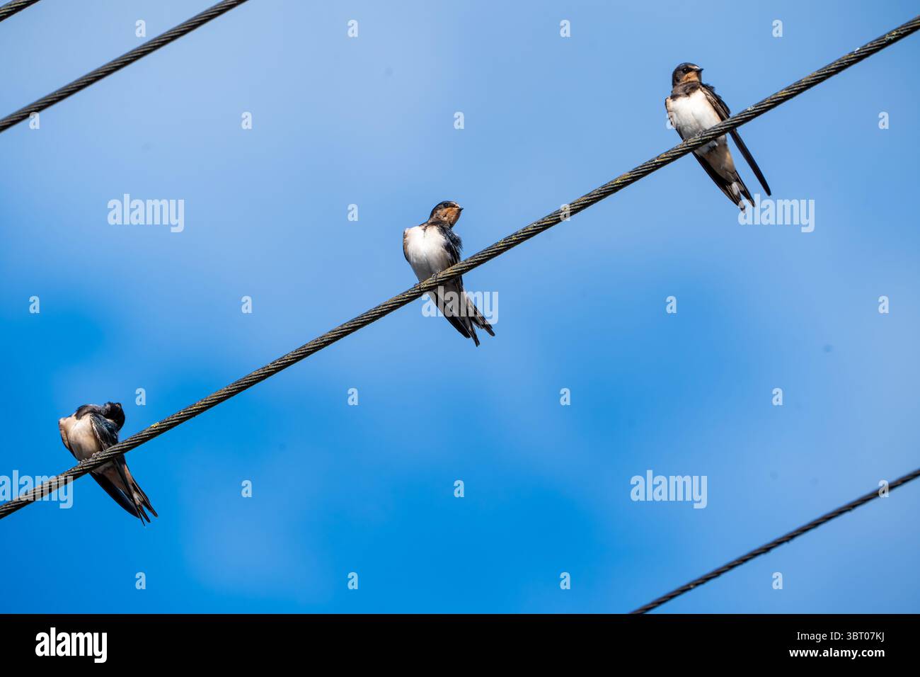 Schwalben am hi-res stock photography and images - Alamy