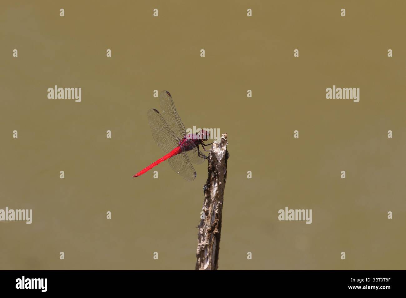 Red-tailed Skimmer Dragonfly male - Orthemis schmidti Stock Photo - Alamy