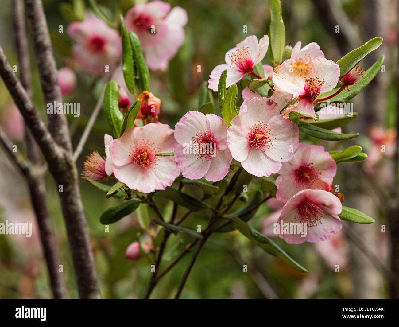 Pink summer flowers of the hardy evergreen Tasmanian leatherwood tree ...