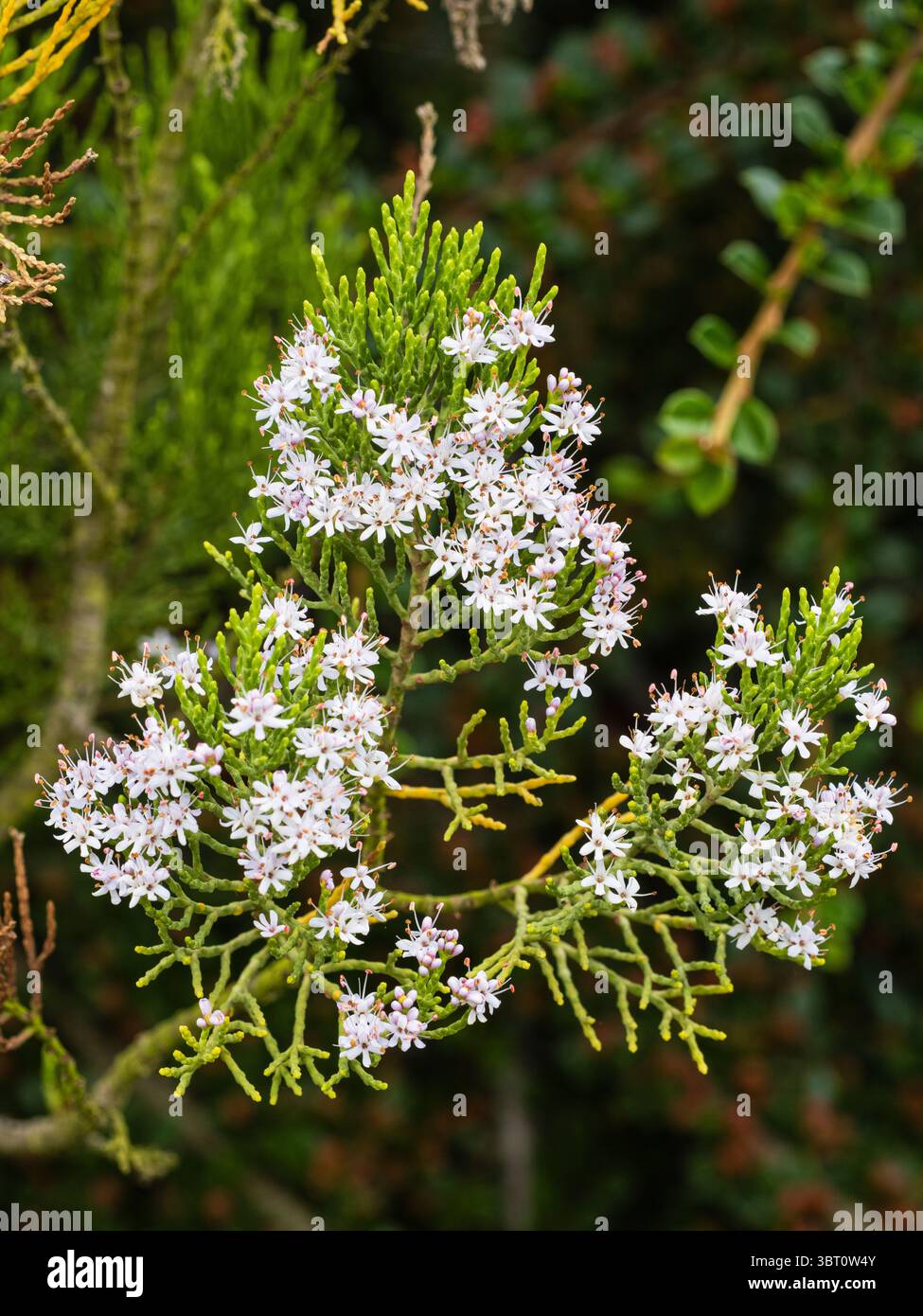 Needle like foliage and white summer flowers of the New zealand native ...