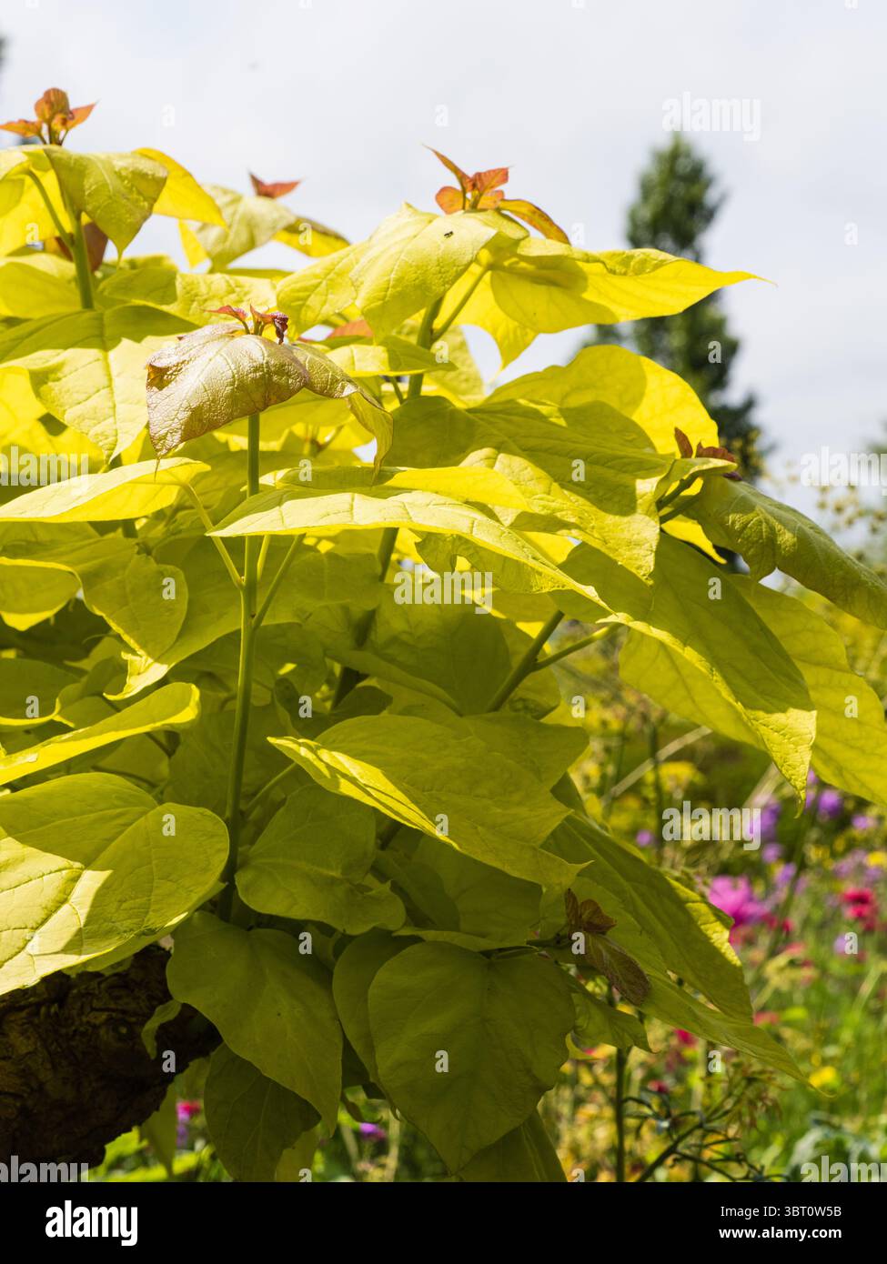 Large leaved golden foliage of the hardy deciduous Indain Bean Tree ...