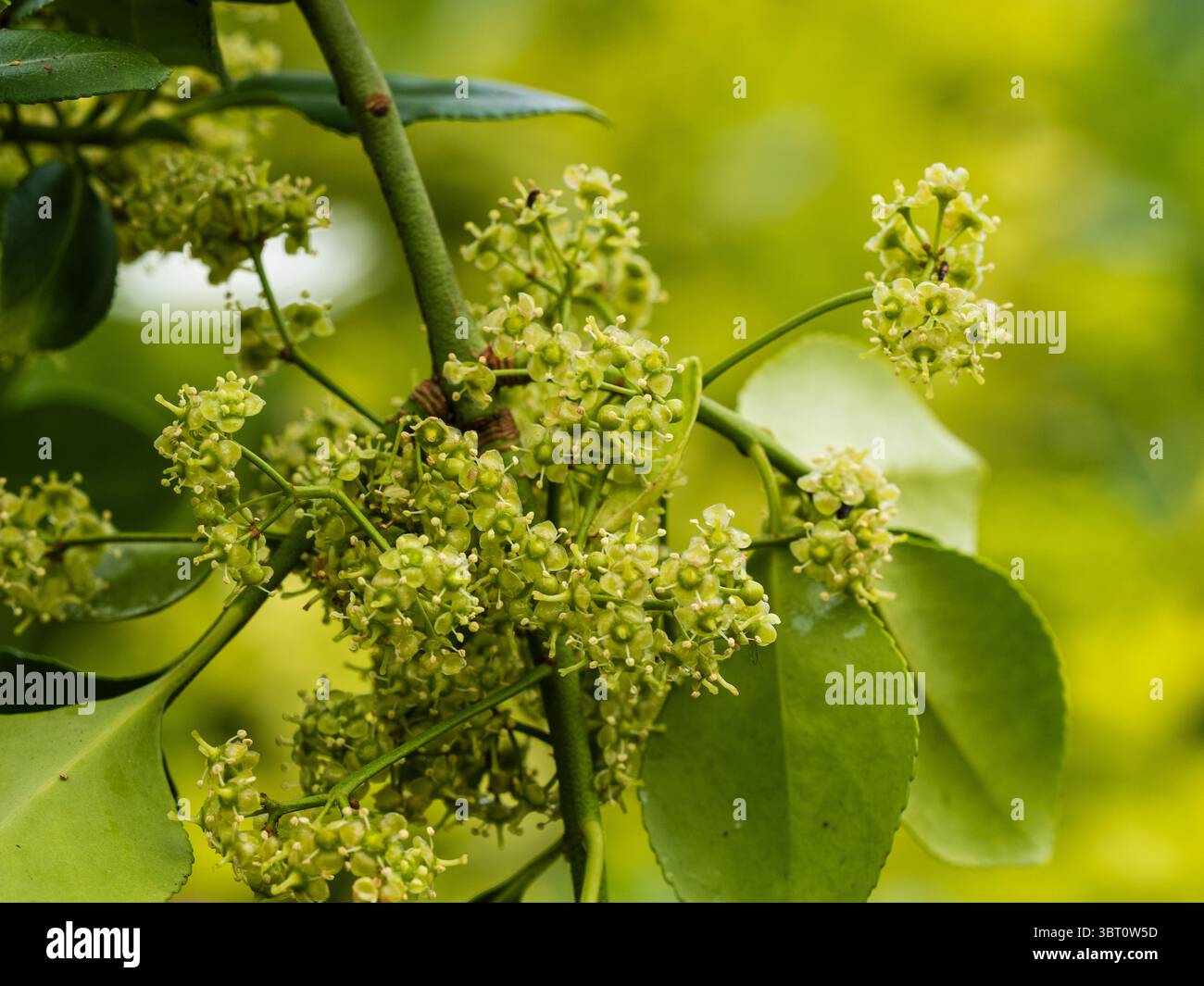 Green, early summer flowers of the hardy evergreen shrub, Euonymus ...