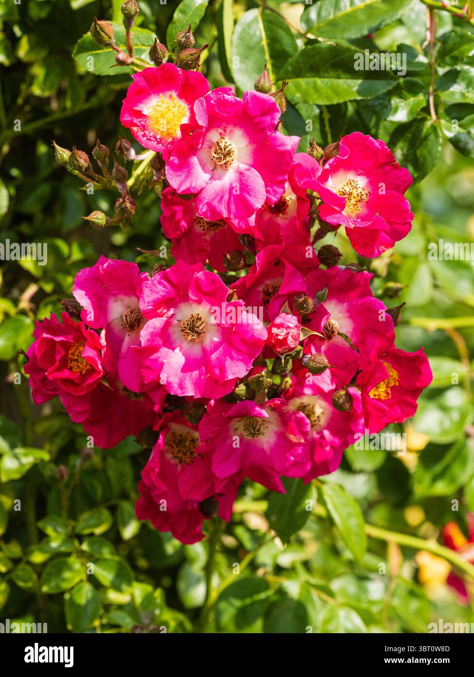 Dark pink summer flowers of the hardy climbing rose, Rosa 'Compassion ...